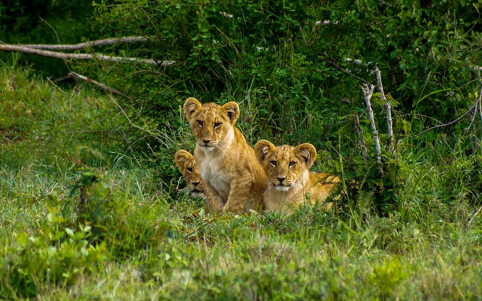 7 Days Kenya Safari Tour Laikipia Mathews Range Wild - Kenya Safaris ...